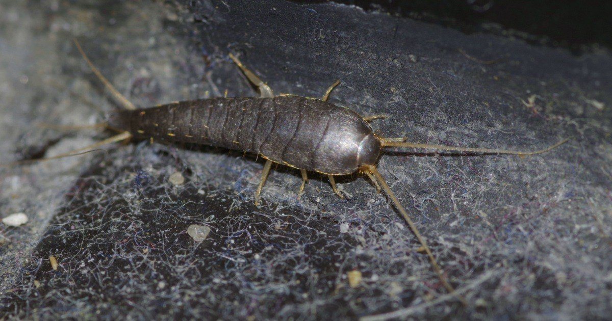 Poisson d’argent ou lépisme : tout savoir pour s’en débarrasser